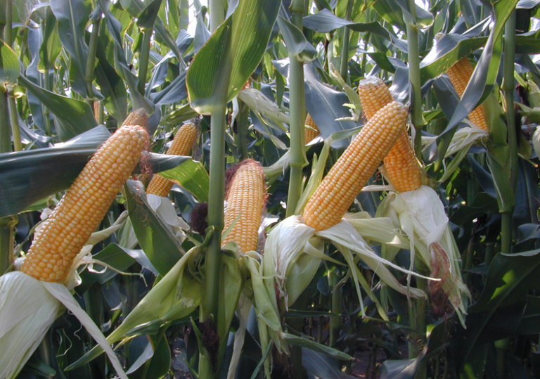 Maize Hybrid – Shine's Agri
